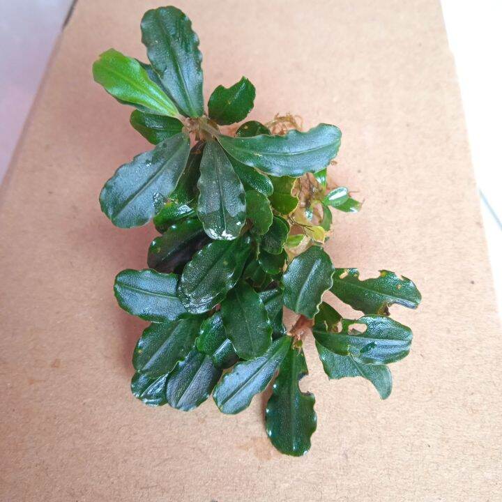 Bucephalandra Brownie Jade Tanaman Aquascape | Lazada Indonesia