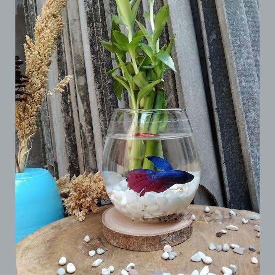 AQUARIUM MINI BULAT KACA, AQUASCAPE, AQUARIUM CUPANG/GUPPY | Lazada ...