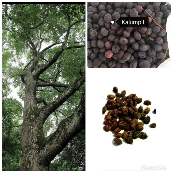 KALUMPIT SEEDS(15 seeds) BUY 2 GET 1 FREE | Lazada PH