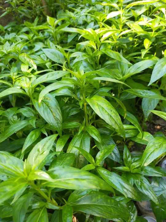 SERPENTINA FRESH LEAVES ONLY | Lazada PH