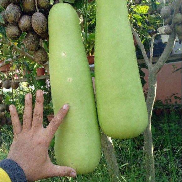 Biji Benih Labu Air Panjang /Bottle Gourd Labu Air Hijau Muda | Lazada