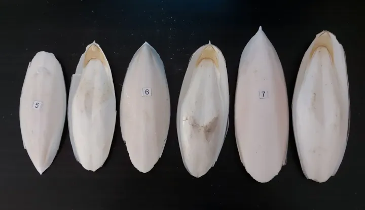 Cuttlebone (cuttle bone) for Birds | Lazada PH