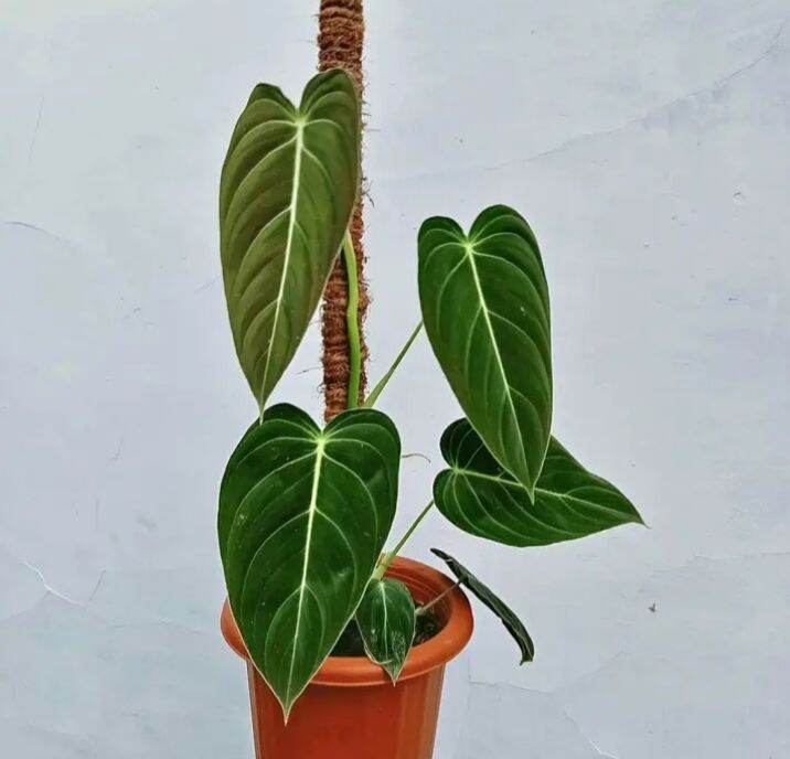 philodendron melano // melano murah | Lazada Indonesia