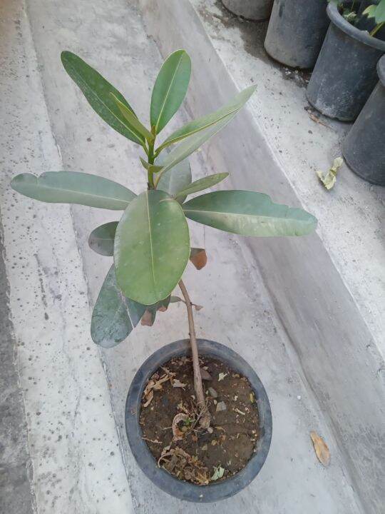 Bitaog , Dangkalan , Calophyllum inophyllum, Indian Laurel, Laurel wood ...
