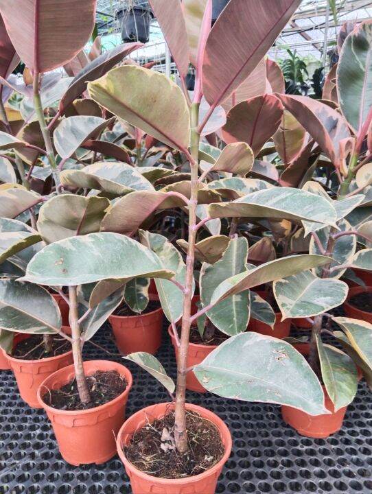 Real Plants Ficus Elastica Red Ruby | Lazada