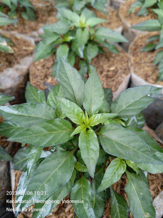 Tanaman hidup cabe hitam(cabe negro) | Lazada Indonesia