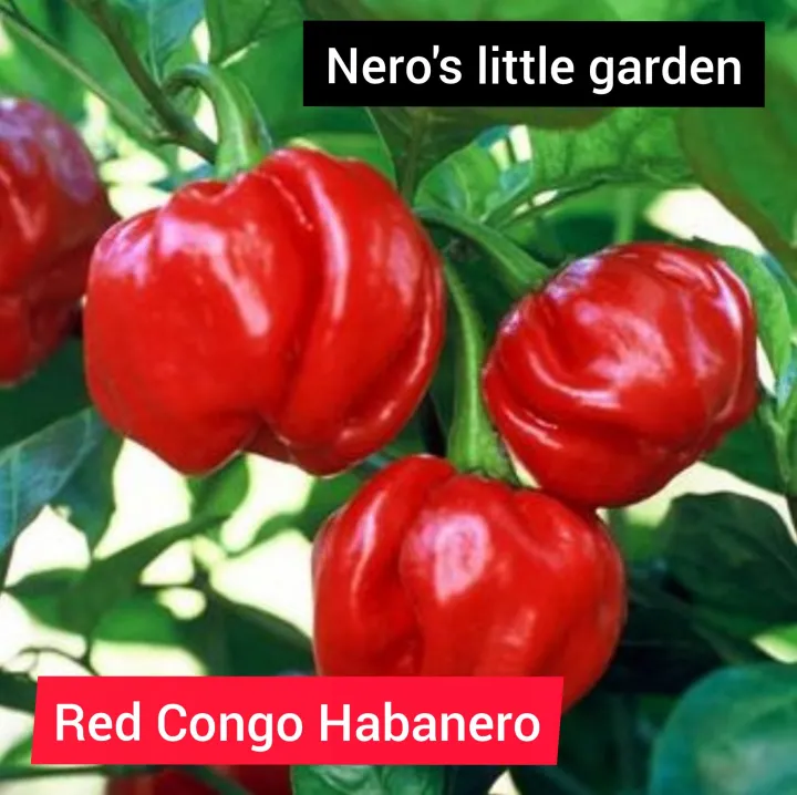 Nero's Red Congo Habanero Pepper (25 seeds) | Lazada PH