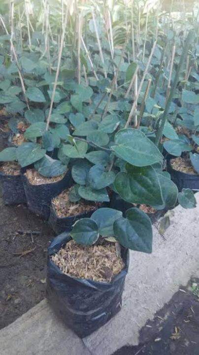 Bibit Tanaman Sirih Hitam Langka | Daun Suruh Hitam | Lazada Indonesia