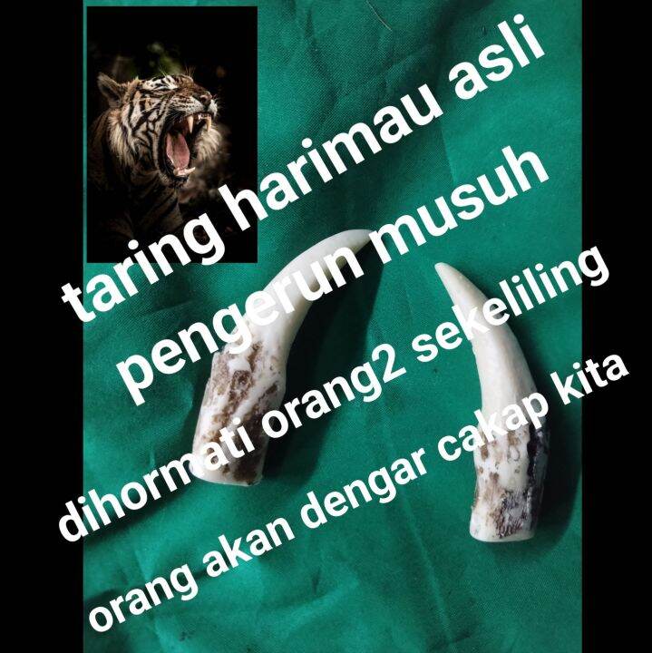 taring pak belang/harimau | Lazada