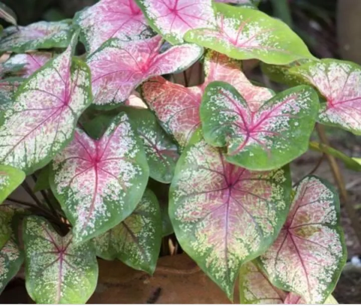 pokok keladi viral, keladi hiasan | Lazada