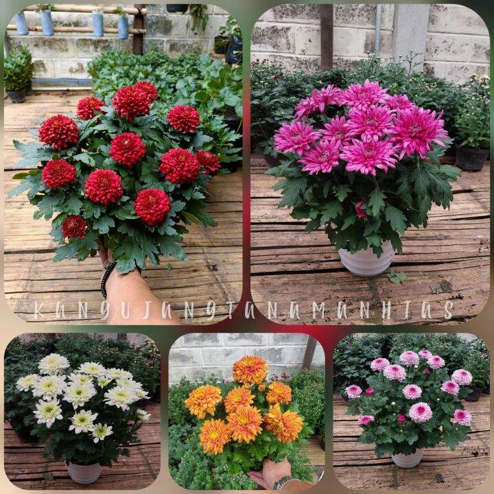 PAKET 5 WARNA BUNGA KRISAN ASTER HIDUP | Lazada Indonesia