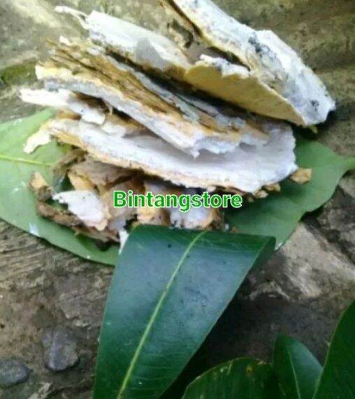 Kulit pohon pule / kulit pohon lame kulit pohon pulay segar 1 kg ...