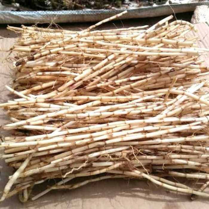 AKAR ALANG-ALANG ASLI 100% 100 GRAM | Lazada Indonesia