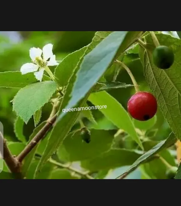 tanaman / pohon buah kersen | Lazada Indonesia