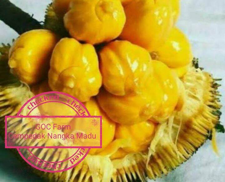 Anak Pokok Cempedak Nangka Madu | Lazada