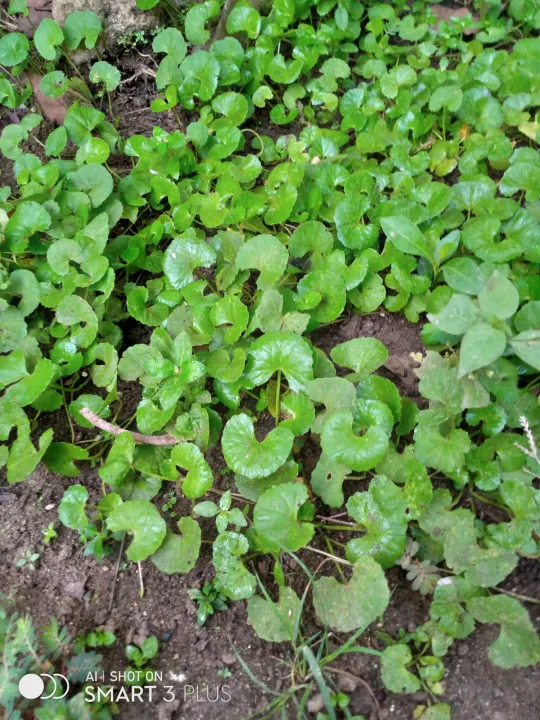 daun pegagan atau antanan 100gr | Lazada Indonesia