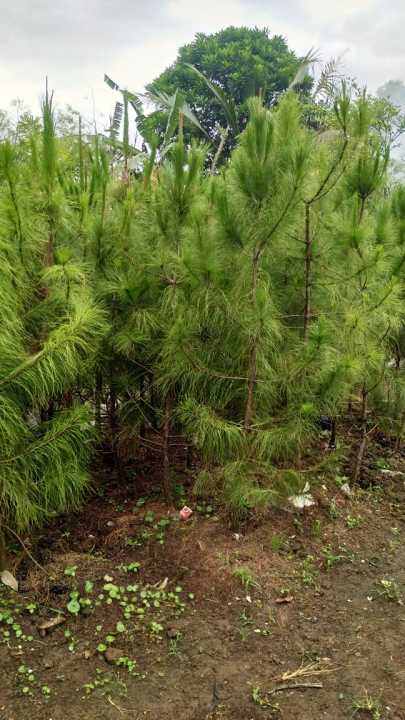 tanaman cemara pinus 3 meter | Lazada Indonesia