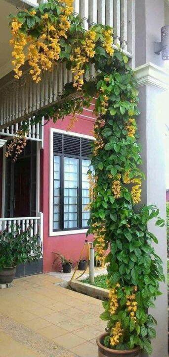 Pokok bunga menjalar nong nooch vine @ juntaian emas @ cascades of gold ...