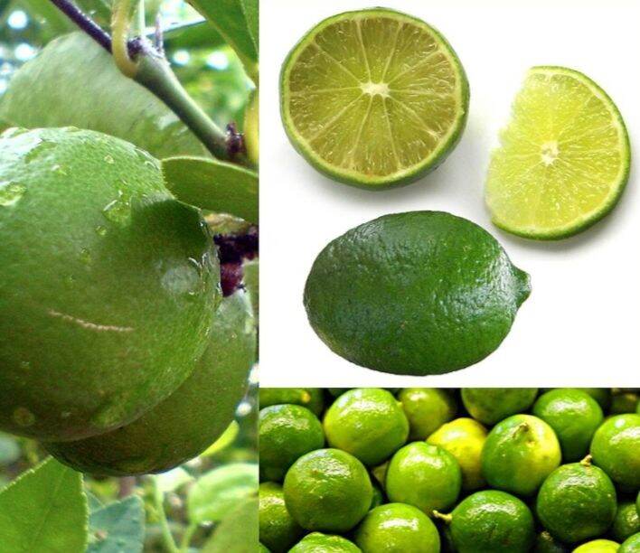 Jeruk Nipis Segar Murah 1 KG | Lazada Indonesia