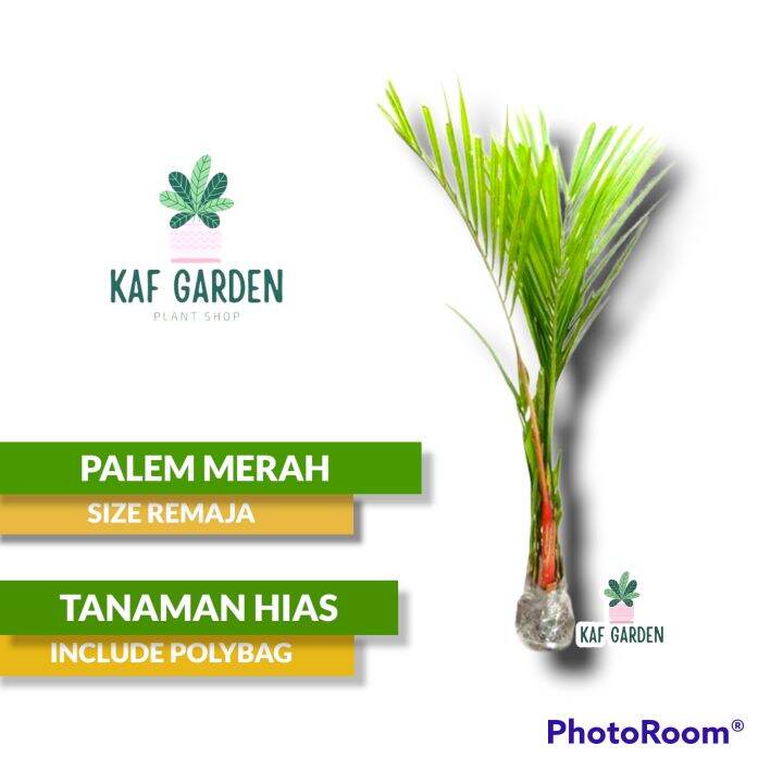 Palem Merah Tanaman Hias Palm Merah Ukuran Bibit | Lazada Indonesia