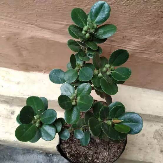 tanaman bunga dollar | Lazada Indonesia