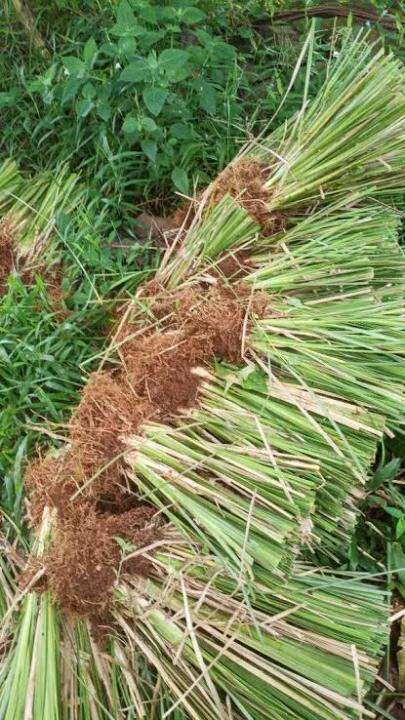 pohon vetiver atau pohon akar wangi paket 15 pohon | Lazada Indonesia