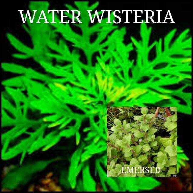 WATER WISTERIA 5STEM | Lazada PH