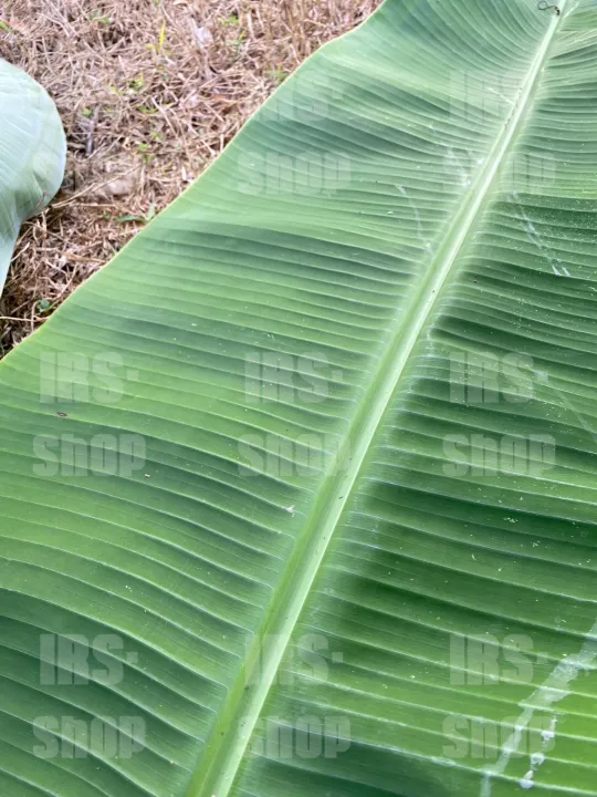 Daun Pisang / Banana Leaf /香蕉叶 [1 ikat] | Lazada