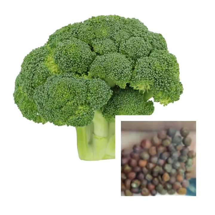 broccoli hybrid seeds for planting ( 10 seeds ) VEGETABLES | Lazada PH