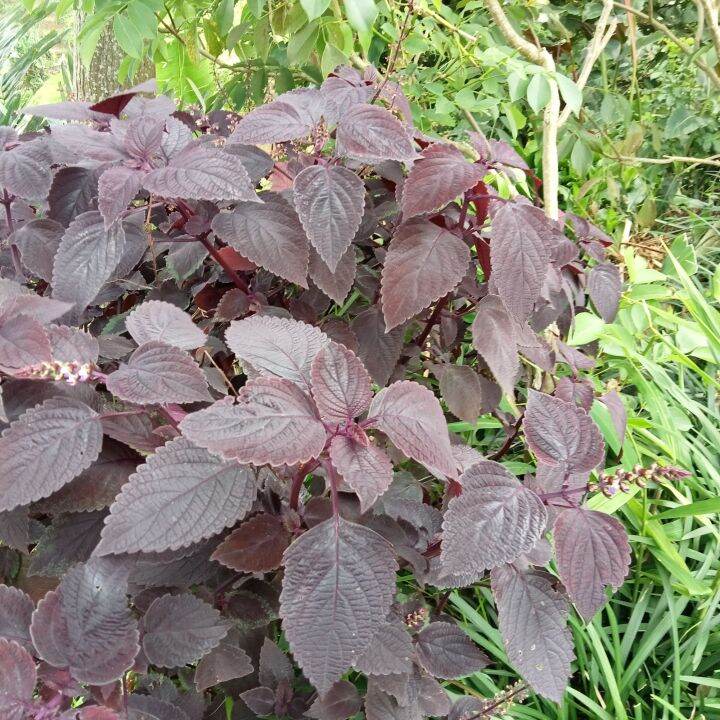 Daun Iler atau jawer kotok segar 500 gram | Lazada Indonesia