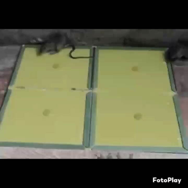 Mouse Trap Doom Rat Trap Rat Catcher Glue Trap Rodent Expert Sticky ...