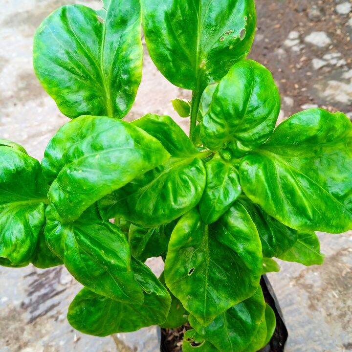 tanaman sayur bayam brazil tanaman hidup | Lazada Indonesia