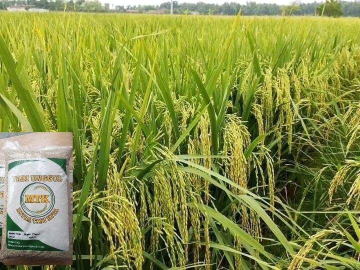 Benih padi ngaos mawar kemasan 5kg | Lazada Indonesia