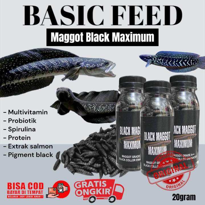 Maggot black maximum | maggot kering hitam untun pakan ikan channa ...