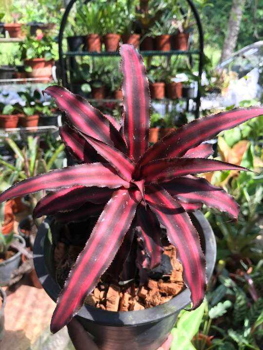Cryptanthus red ribbon / Bromeliad dark red / Cryptanthus bivittatus ...