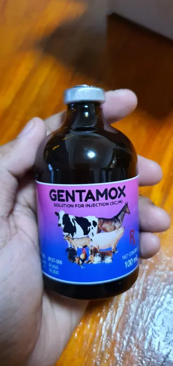 GENTAMOX INJ 100ML | Lazada PH