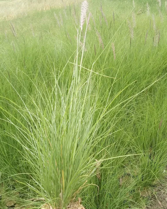 tanaman hias ilalang buntut kuda / rumput ilalang / rumput alang alang ...