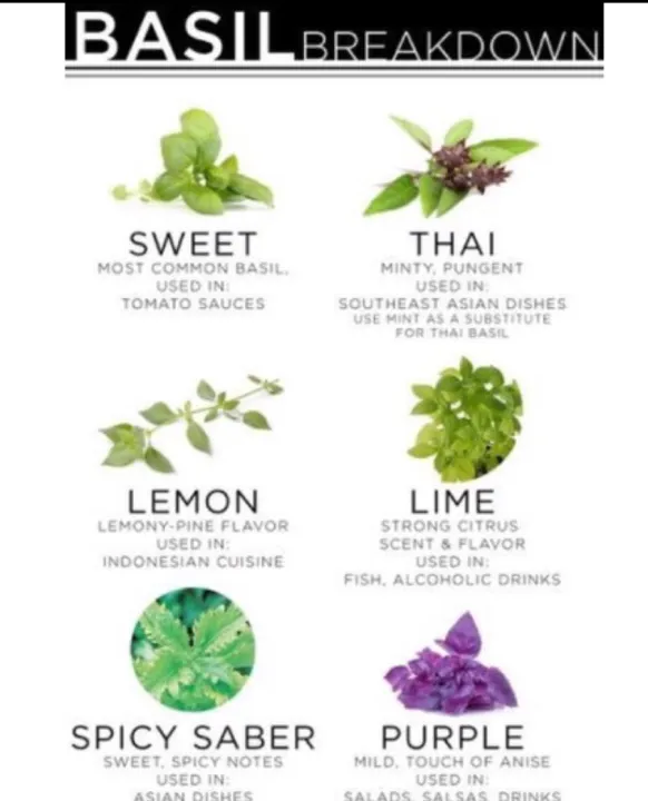 ANAK POKOK “INDO BASIL” 🇮🇩 Kemangi Indonesia • Lime Basil Yang Rare ...