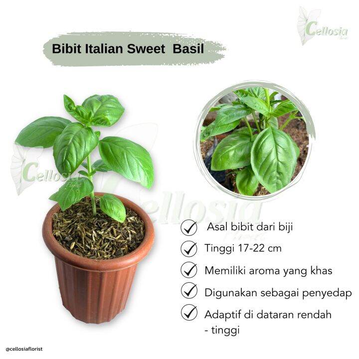 Tanaman Herbal Rempah Sweet Basil atau Italian Basil | Lazada Indonesia