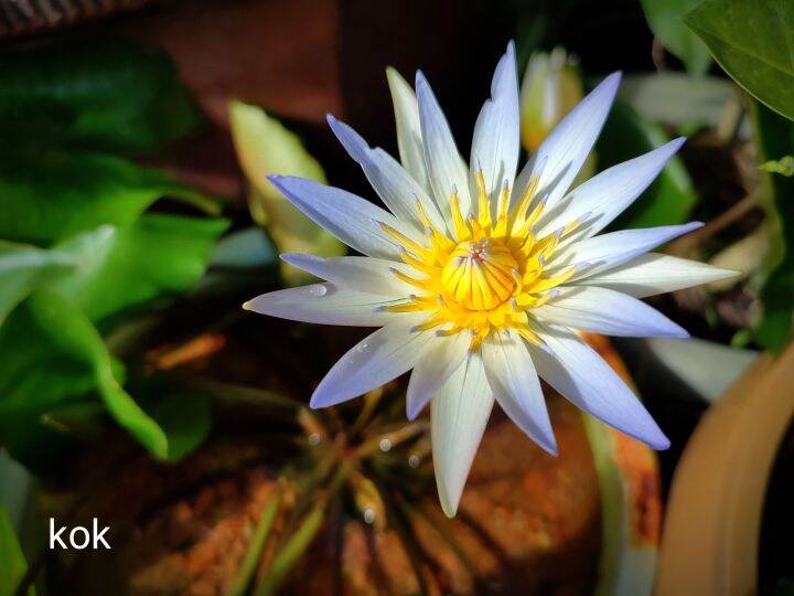 Light Purpler Colour Tropical water lily (Pokok Bunga Telepok, 淡紫色热带睡莲 ...