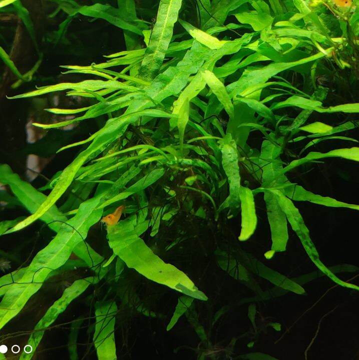 Aquatic plants Trident Fern (Microsorum pteropus 'Trident') 三角叉铁皇冠 ...
