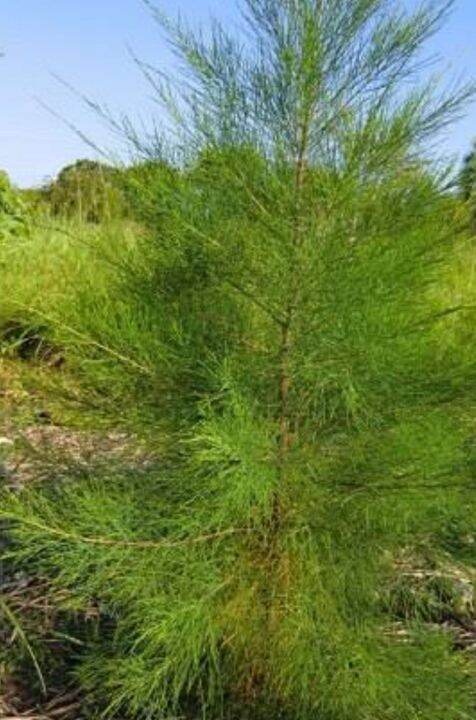 Australian Pine Tree Seeds 50 pcs | Lazada PH