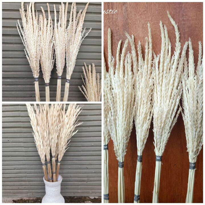 bunga kering putih bleach | Lazada Indonesia