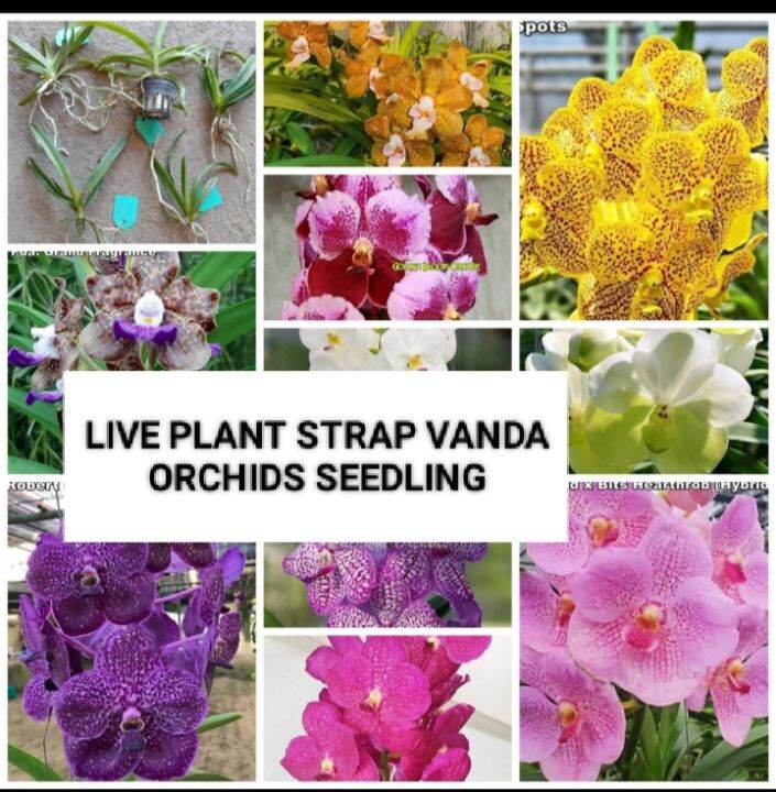 Decoration Strap Vanda Orchids Seedling | Lazada PH