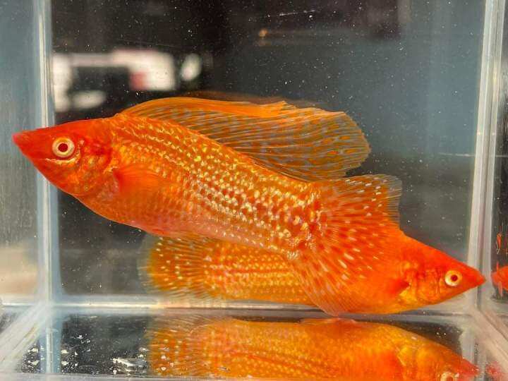 ALBINO SAILFIN MOLLY FISH ( BIG AND PURE BREED) | Lazada