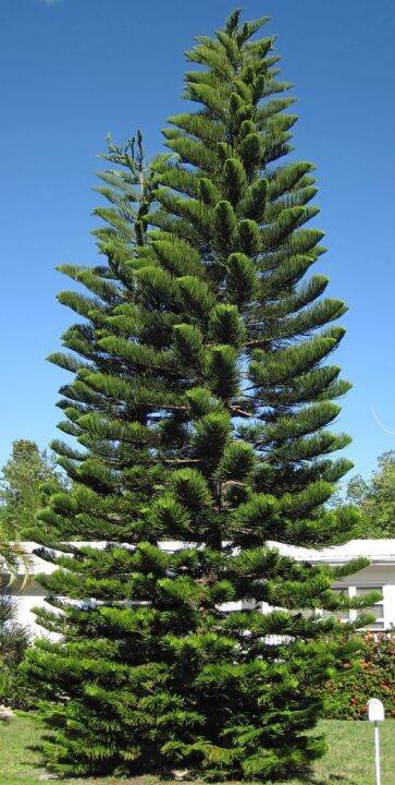 Araucaria Heterophylla 'Norfolk Island Pine Tree' LIVE PLANT 1FT AND UP ...