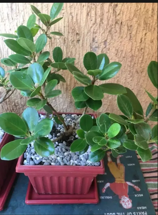 Ficus Island Dwarf plant / Ficus microcarpa in square pot with pebbles ...