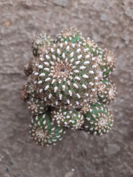 rubutia choco cactus | Lazada PH