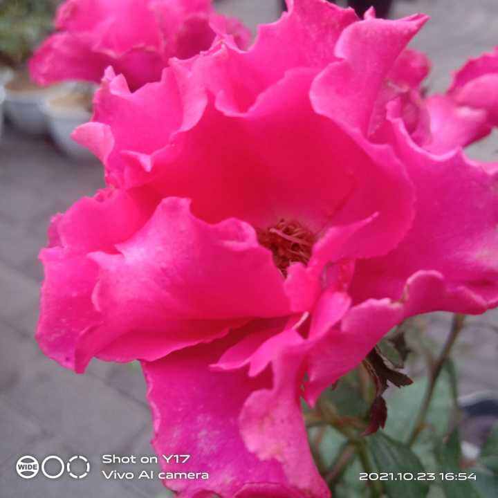 bunga mawar kupu kupu pink fanta tanaman hias | Lazada Indonesia