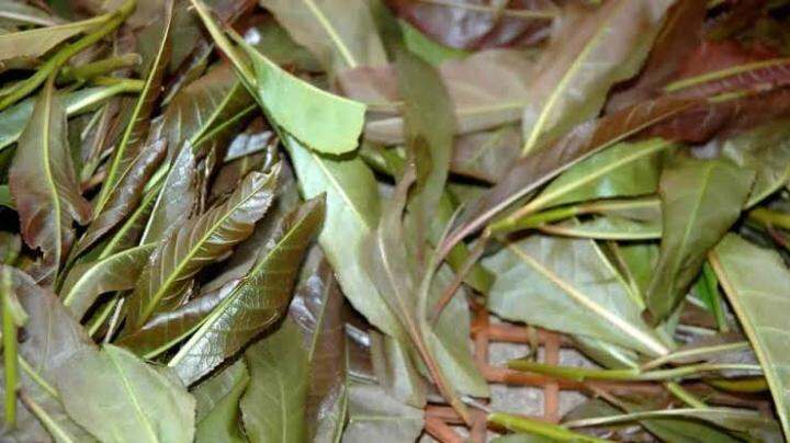 Daun Pucuk jambu mede | Lazada Indonesia